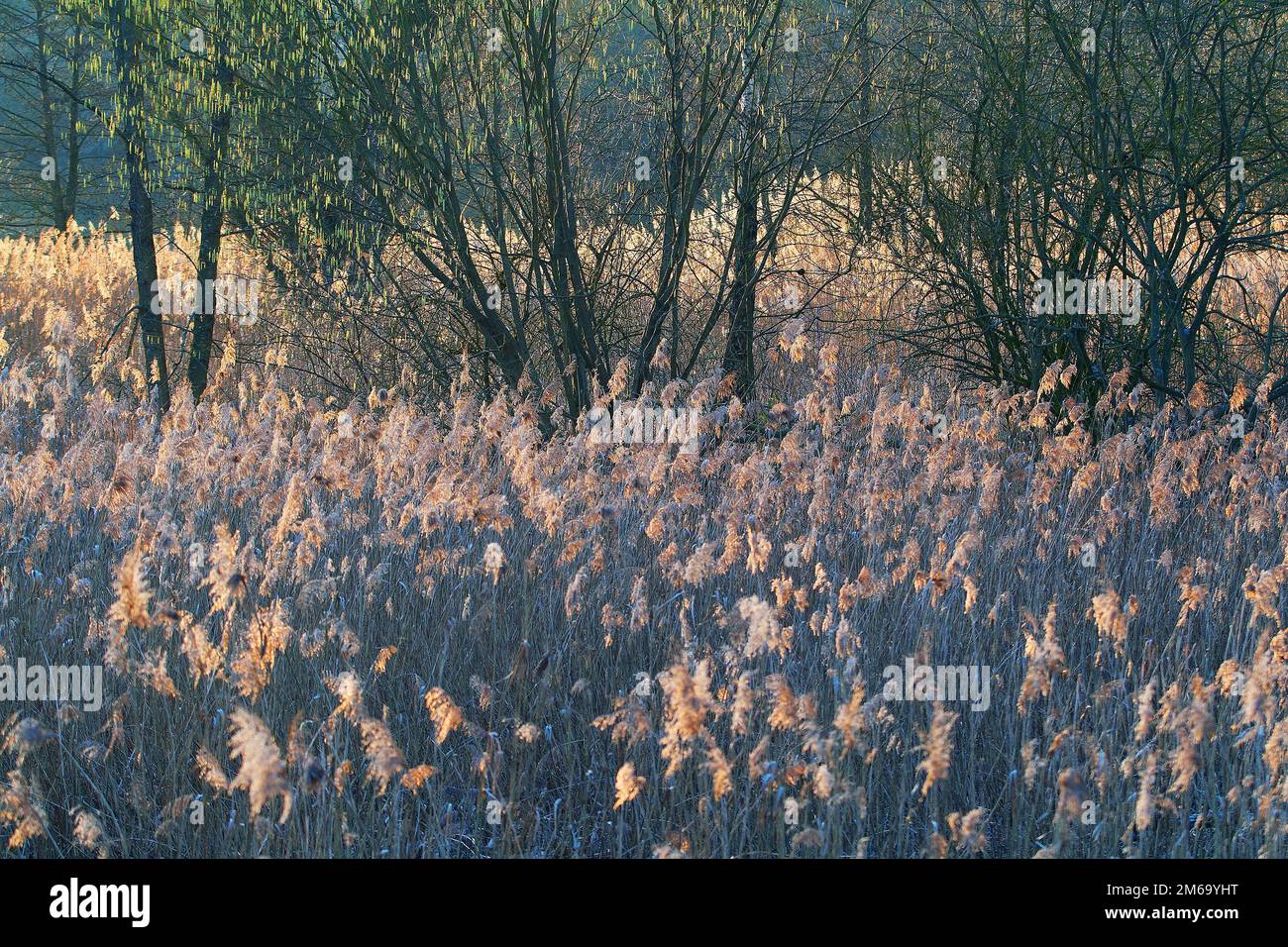 Noswendeler see hi-res stock photography and images - Alamy
