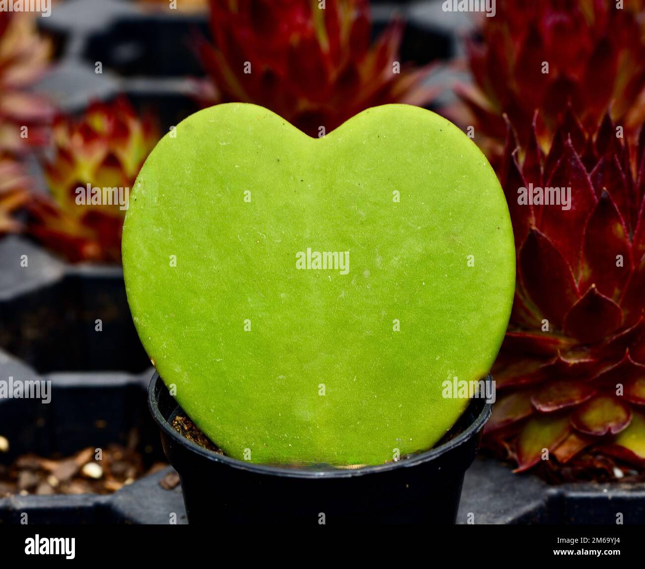 A Hoya Kerrii sweetheart plant Stock Photo - Alamy