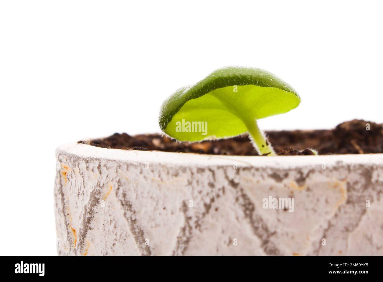 Tree spring sprout hope new birth season hi-res stock photography and ...