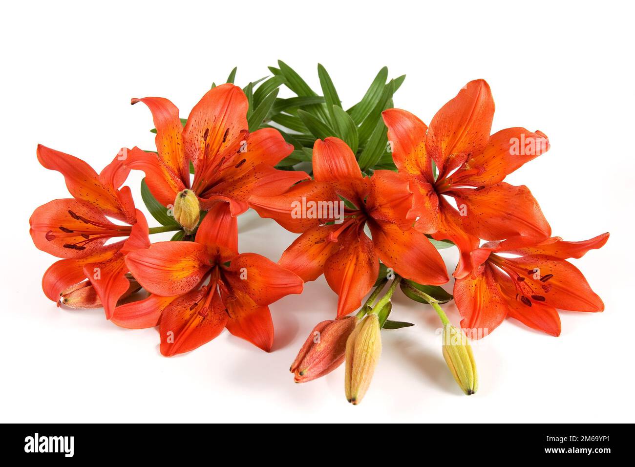 Lily pattern frame Cut Out Stock Images & Pictures - Alamy