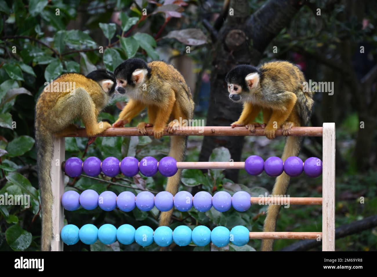 London Zookeepers got our their clipboards again for the New Year count ...