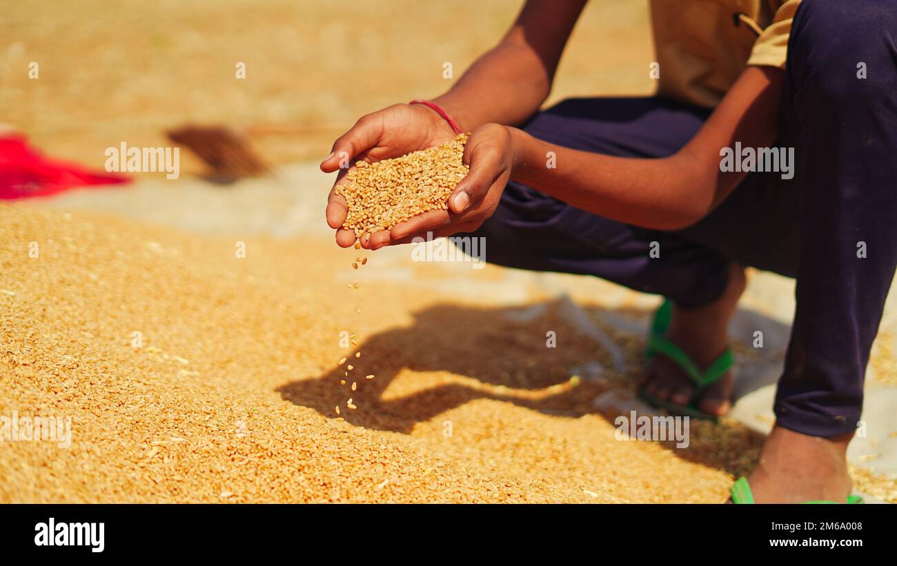 Wheat grains in a hand after good harvest of successful farmer. Close ...
