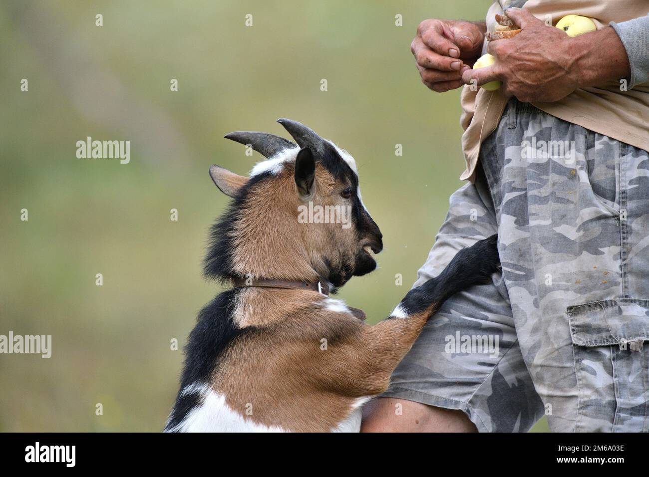Domestic goat with horns to nuzzle to the human´s foot Stock Photo - Alamy