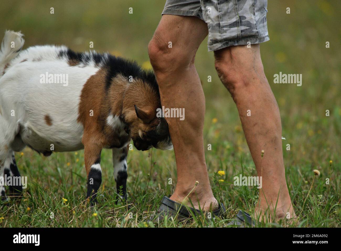 Domestic goat with horns pokes a man in the leg Stock Photo - Alamy