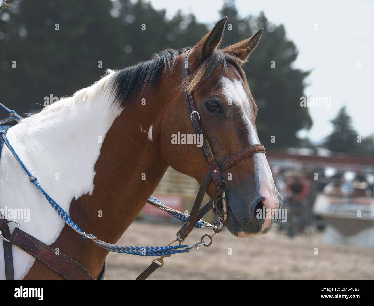 Painted pony hi-res stock photography and images - Alamy