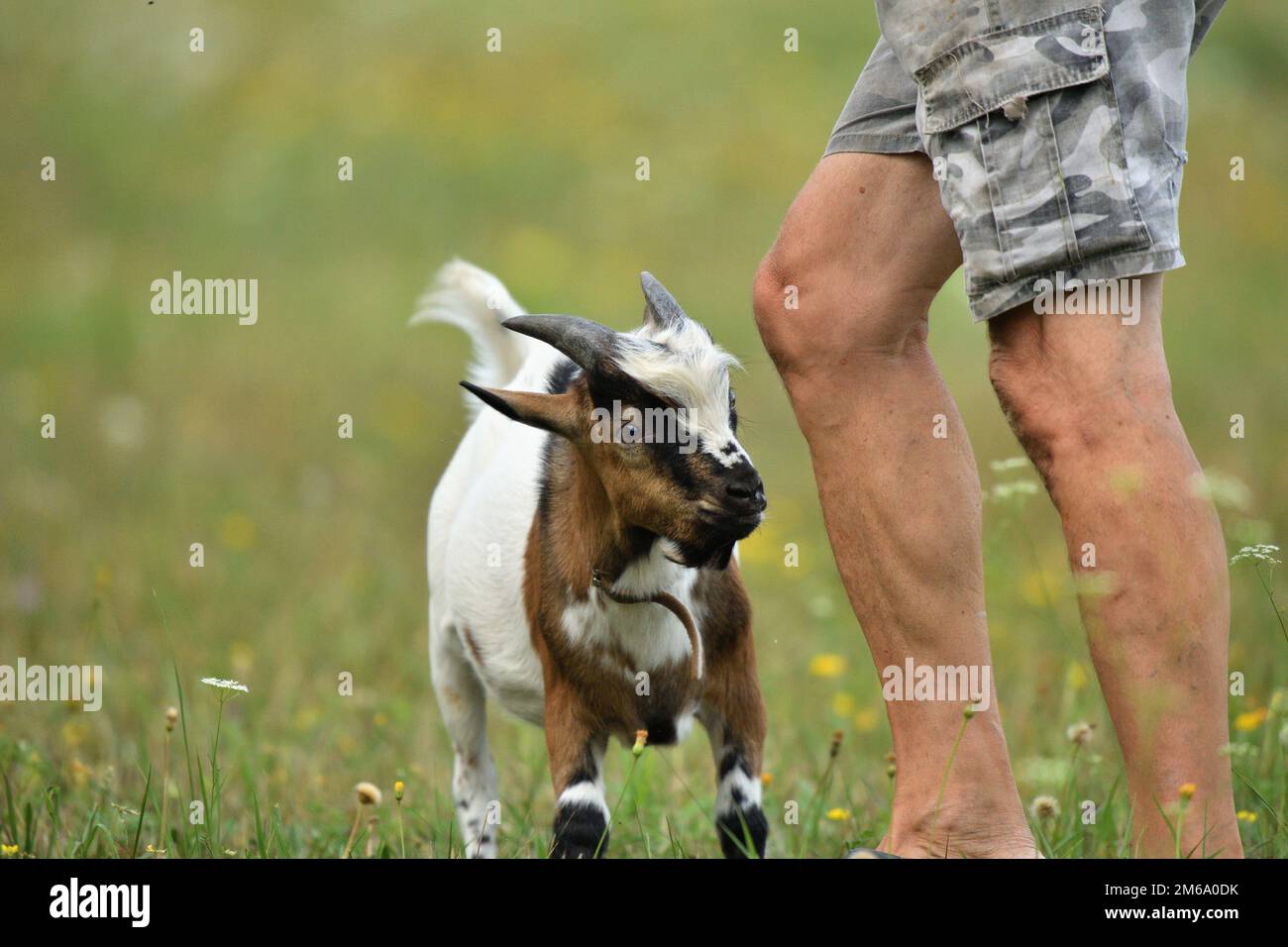 Domestic goat with horns pokes a man in the leg Stock Photo - Alamy
