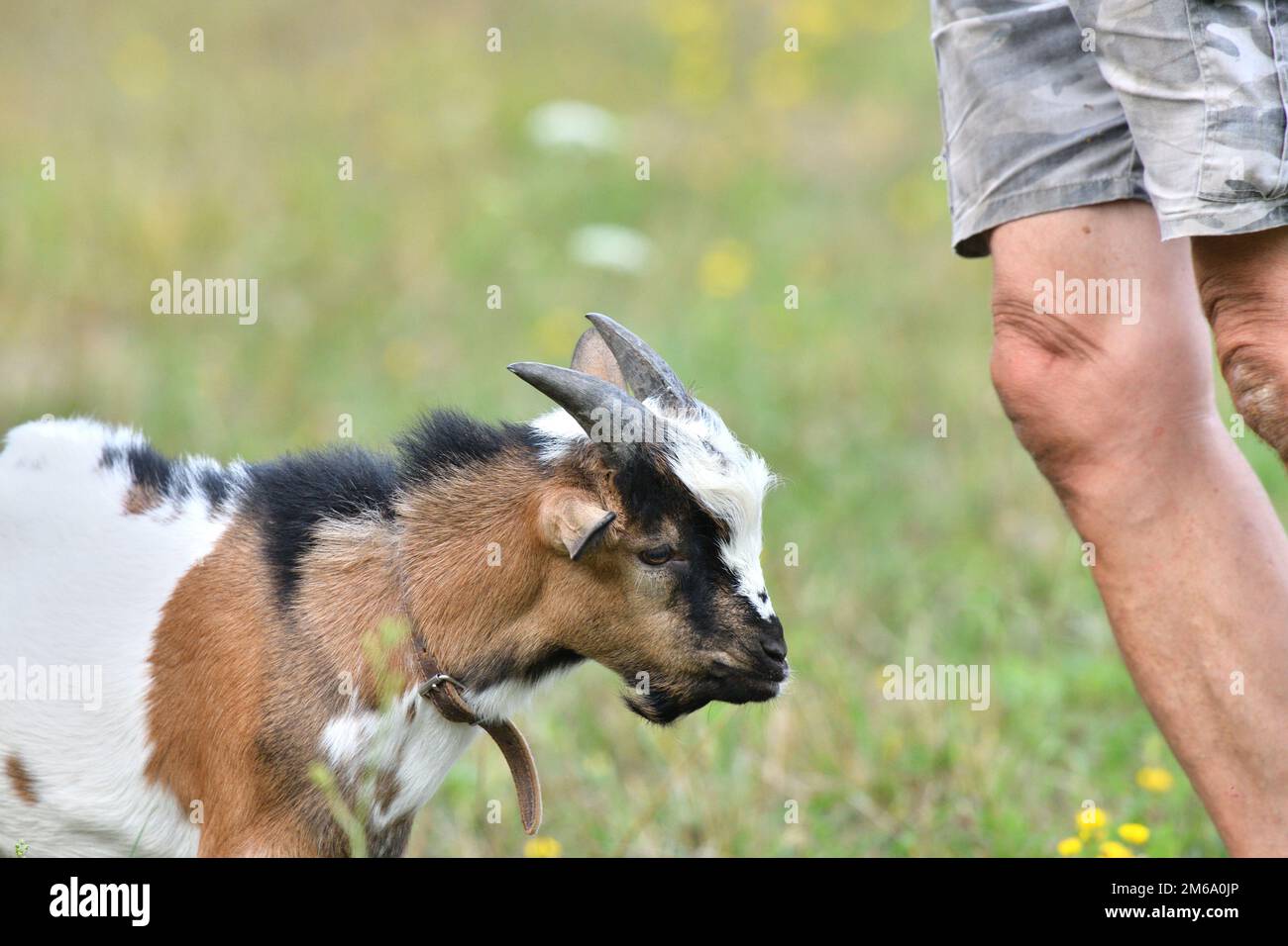 Domestic goat with horns to nuzzle to the human´s foot Stock Photo - Alamy