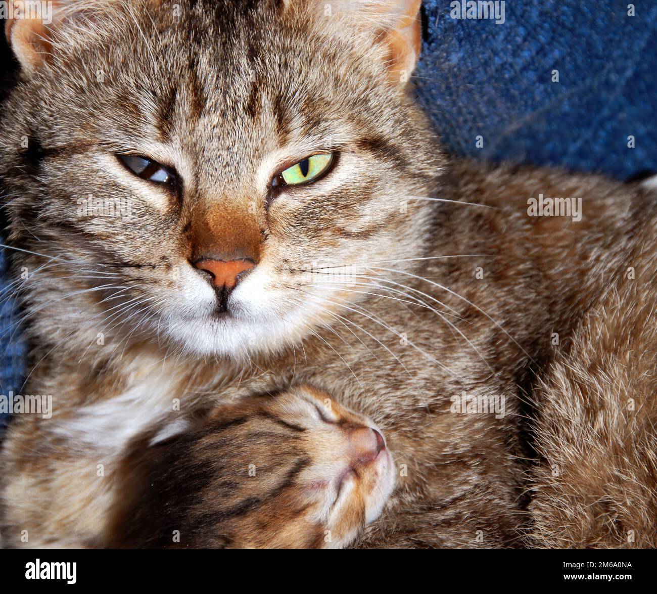 Cat and kitty Stock Photo - Alamy