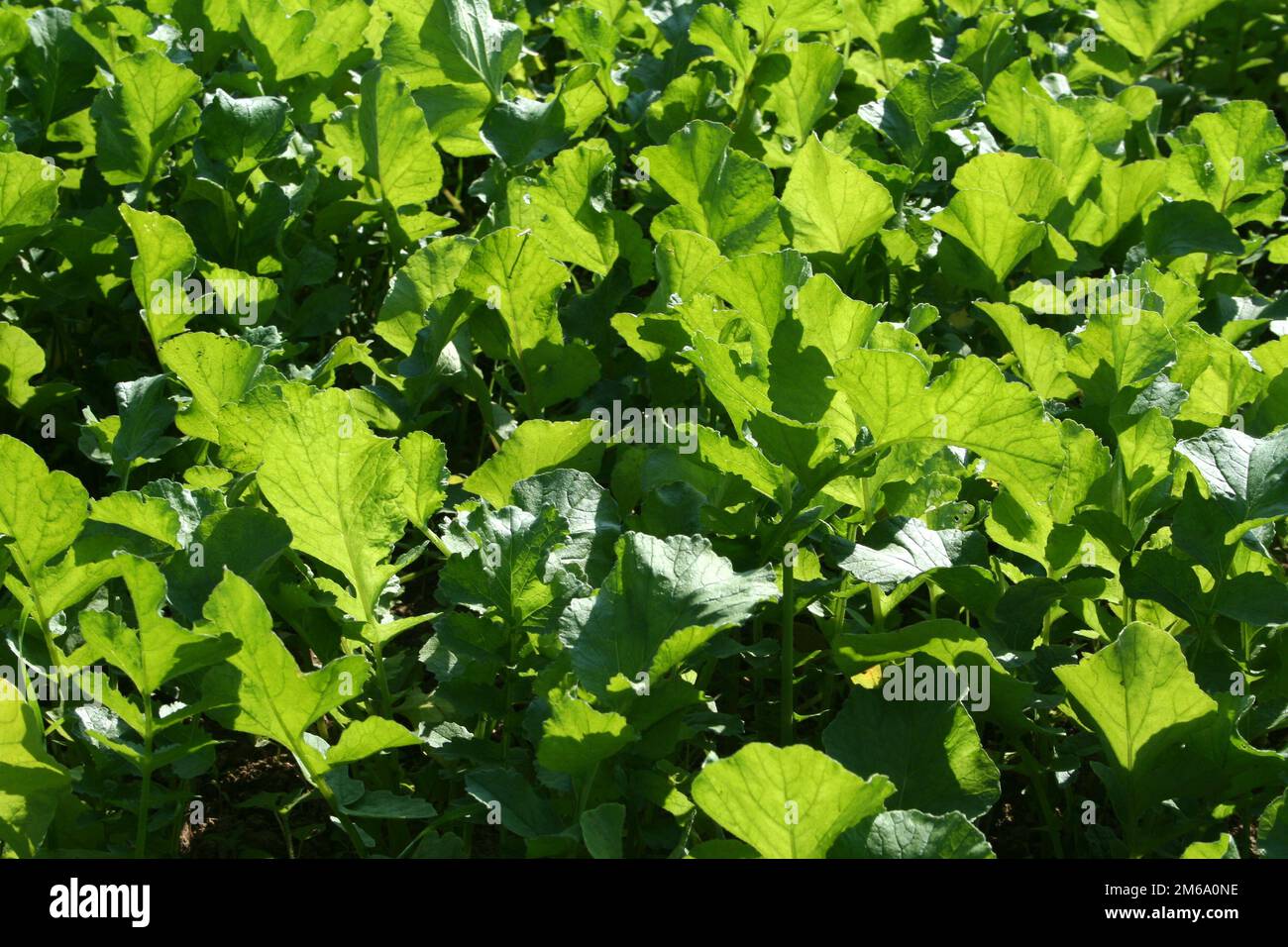 Turnip field hi-res stock photography and images - Alamy