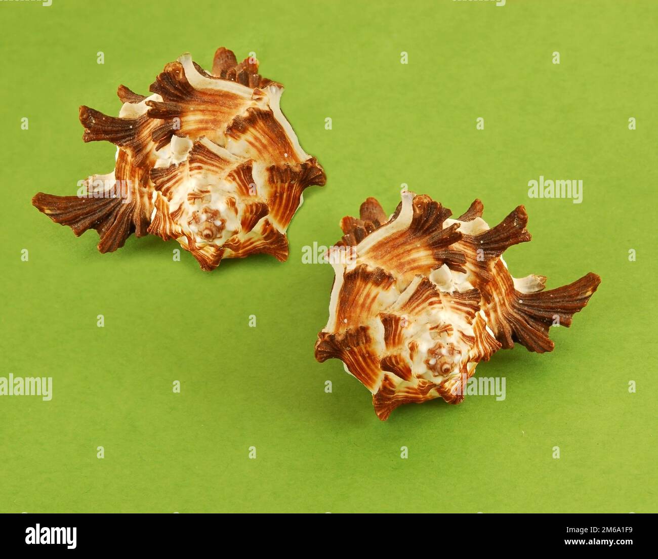 Shiny hard shells hi-res stock photography and images - Alamy
