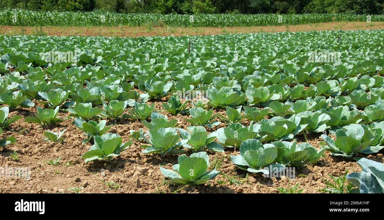 Many rows green cabbage hi-res stock photography and images - Alamy