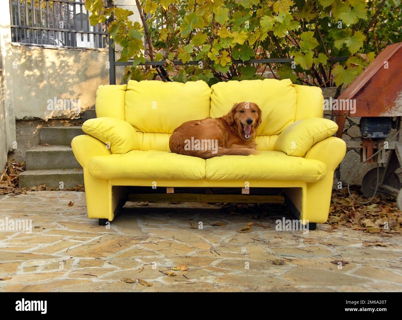 Dog on couch Stock Photo - Alamy