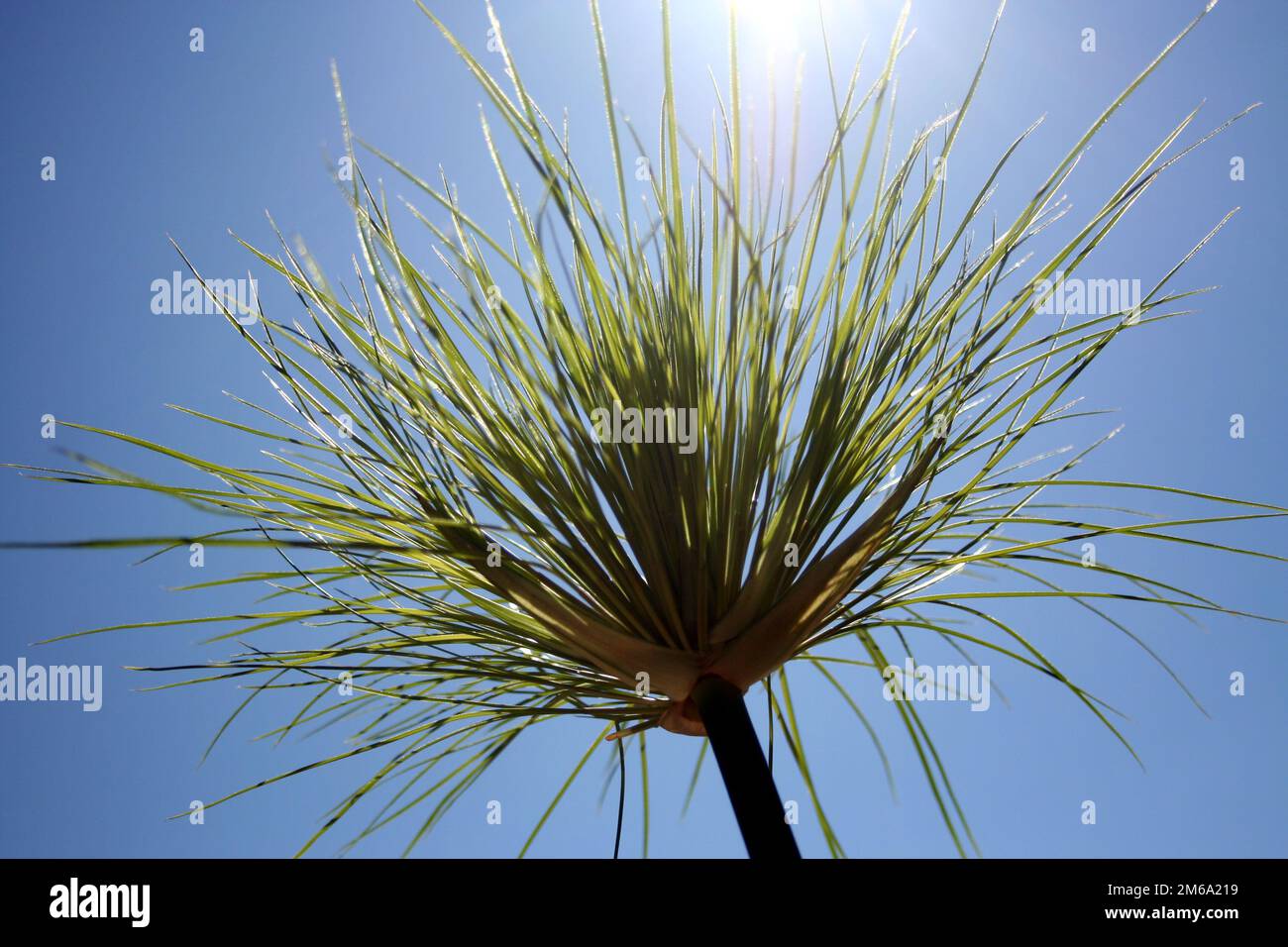 Papyrus plant hi-res stock photography and images - Alamy