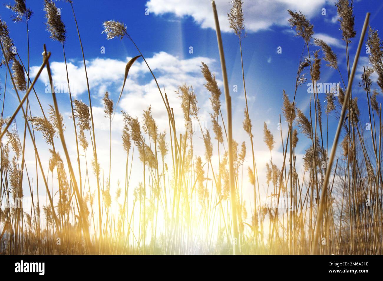 Beautiful sunset and cane thickets Stock Photo - Alamy