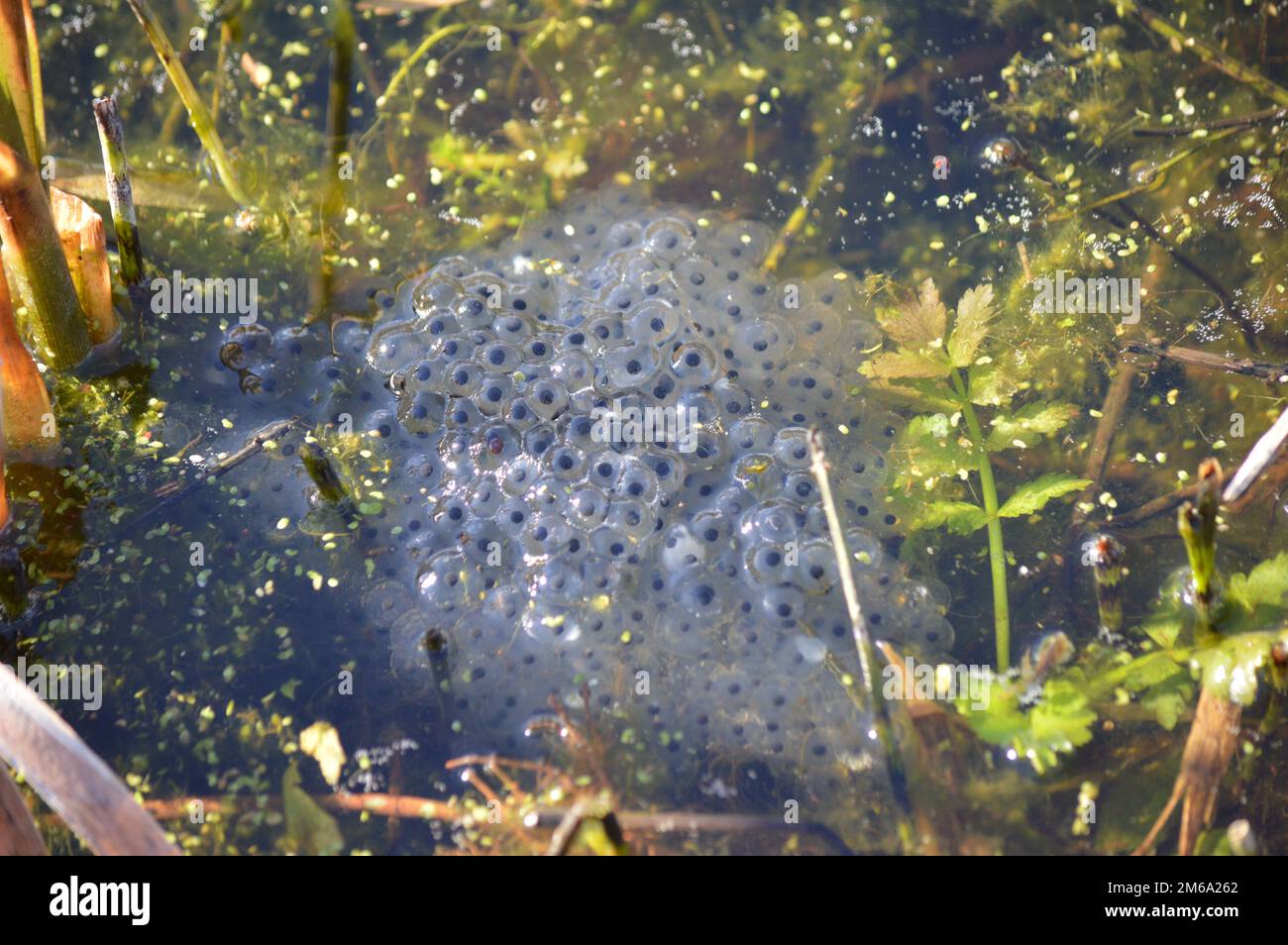 Frogspawn surrounded by aquatic plants Stock Photo - Alamy