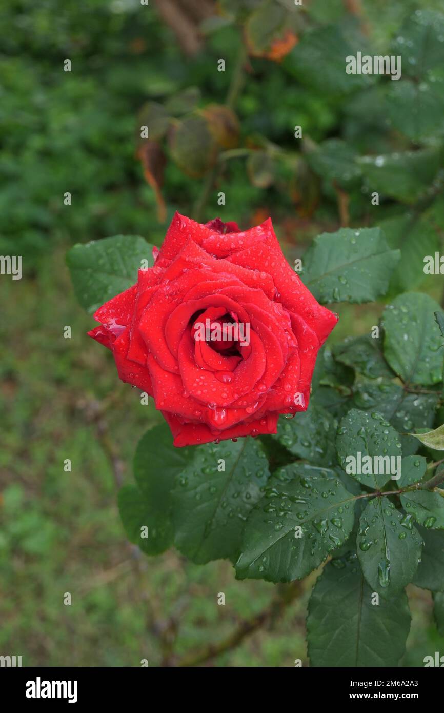 Raindrops on the red rose Stock Photo - Alamy