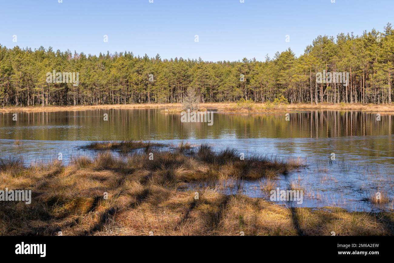 bog lake landscape, bog grass texture in the foreground, sunny spring ...