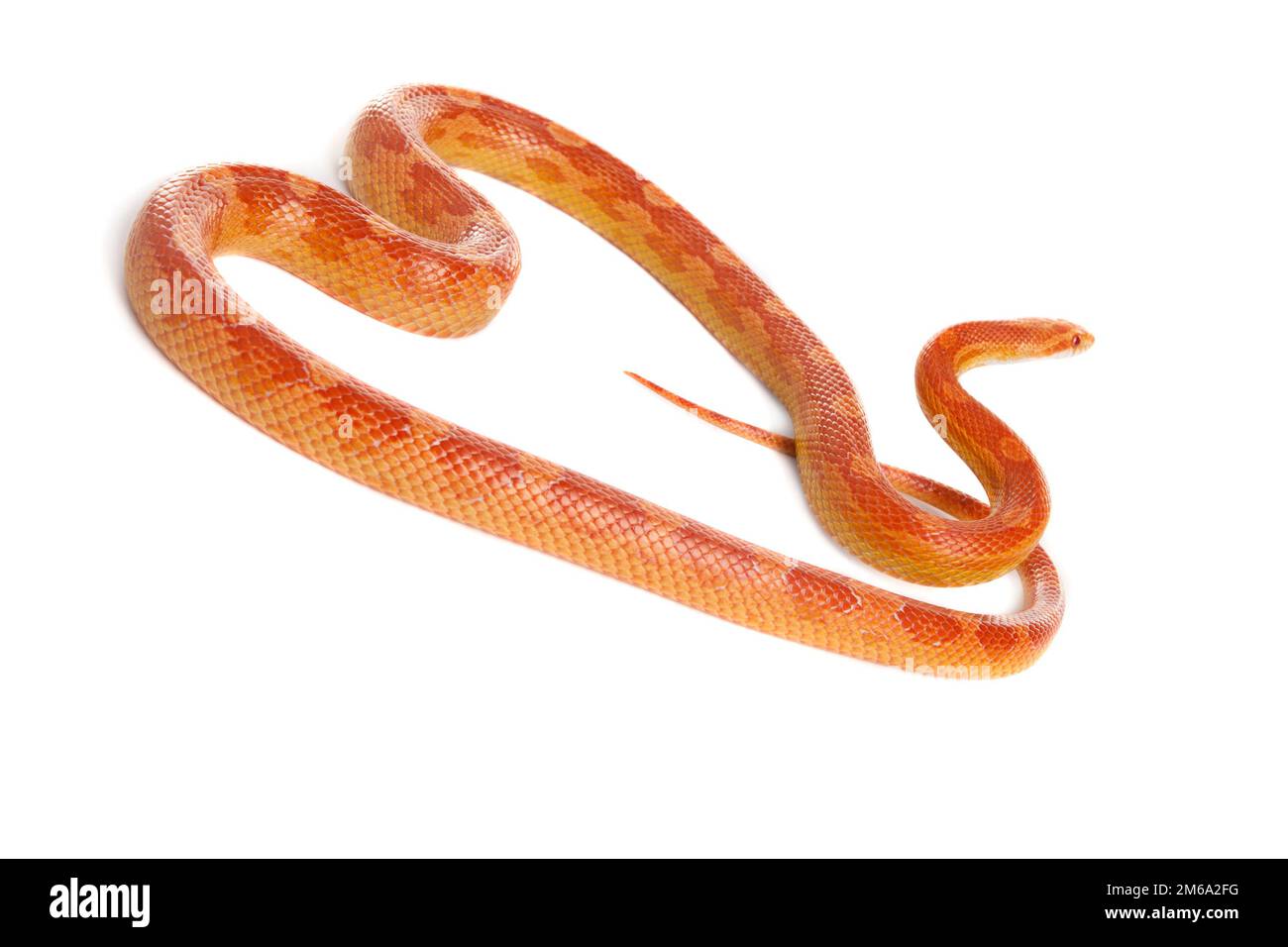 Schlange Snake Boa Natter with white background Stock Photo - Alamy