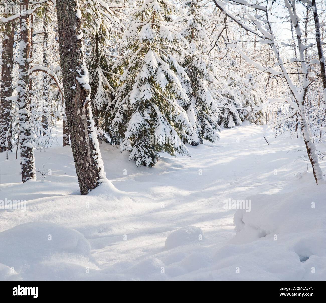 Lit forest hi-res stock photography and images - Alamy