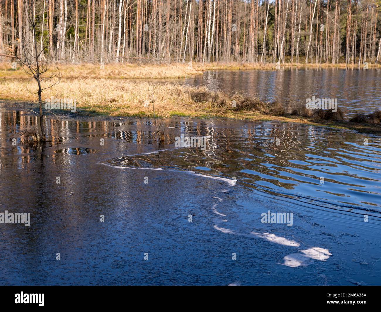 sunny spring morning landscape with bog lake, bog plant texture Stock ...