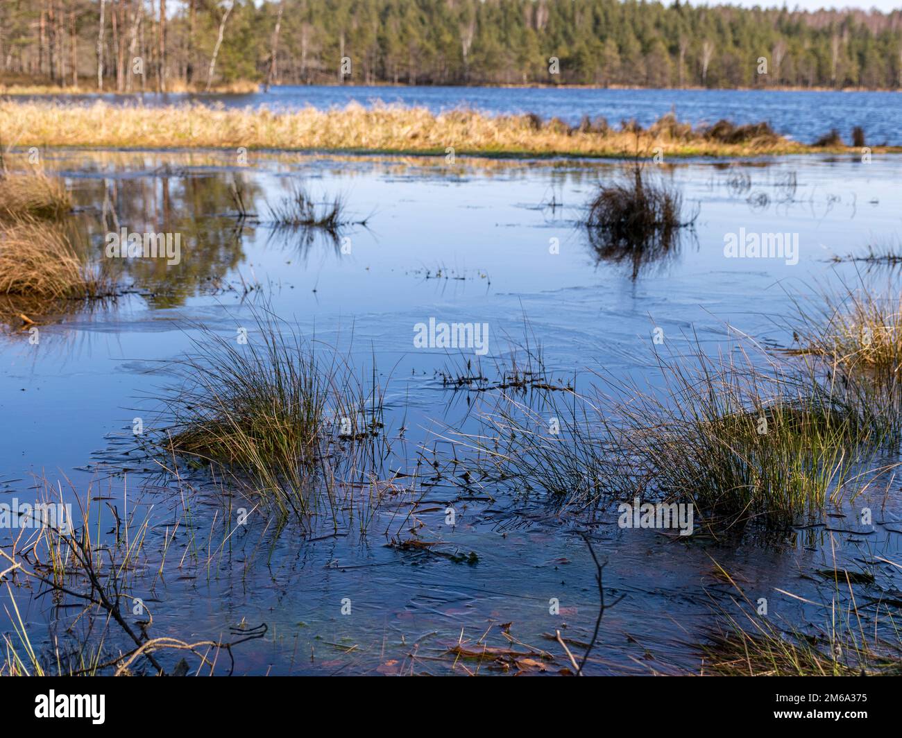 bog lake landscape, bog grass texture in the foreground, sunny spring ...