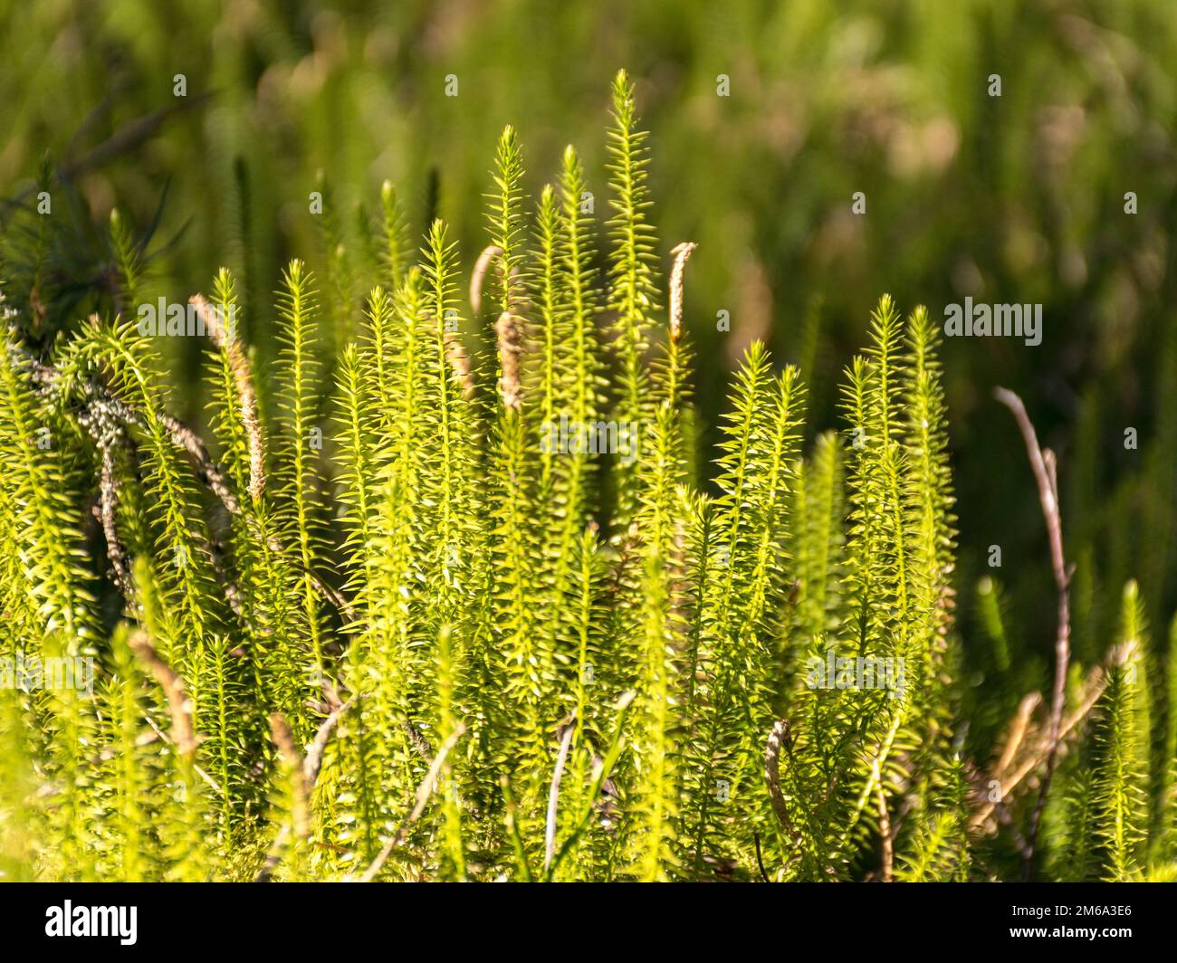 swamp grass texture, abstract background image Stock Photo - Alamy