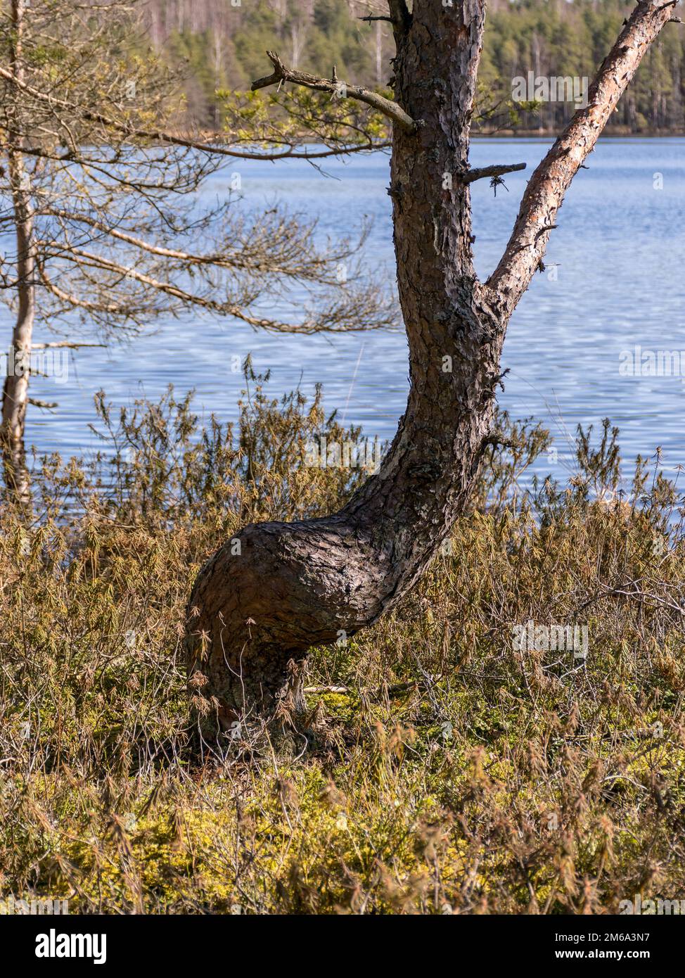 landscape with a swamp pine silhouette, spring morning at the swamp ...