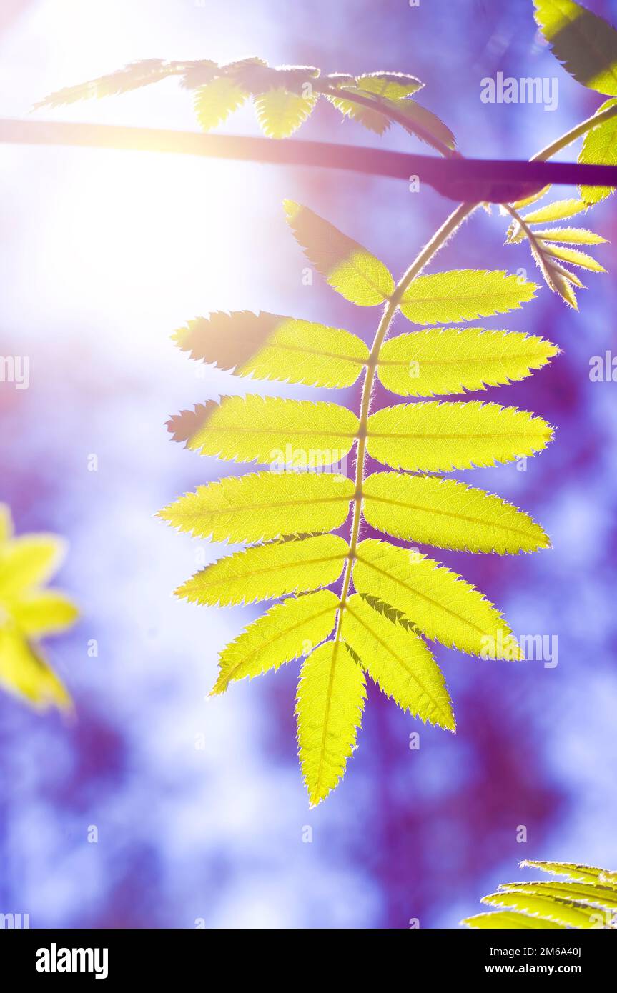 Spring color image hi-res stock photography and images - Alamy