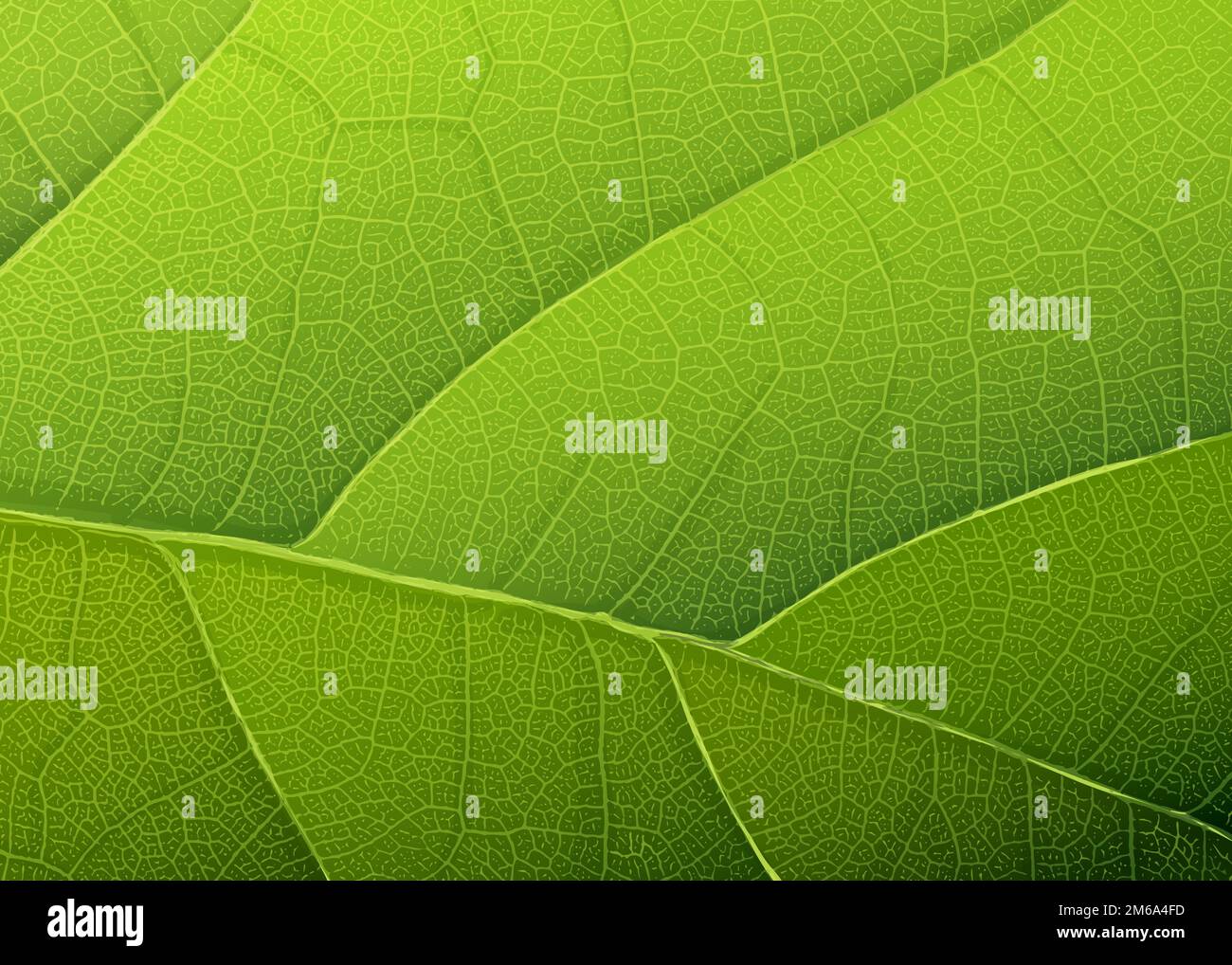 Green leaf texture. Vector background, EPS10 Stock Photo - Alamy