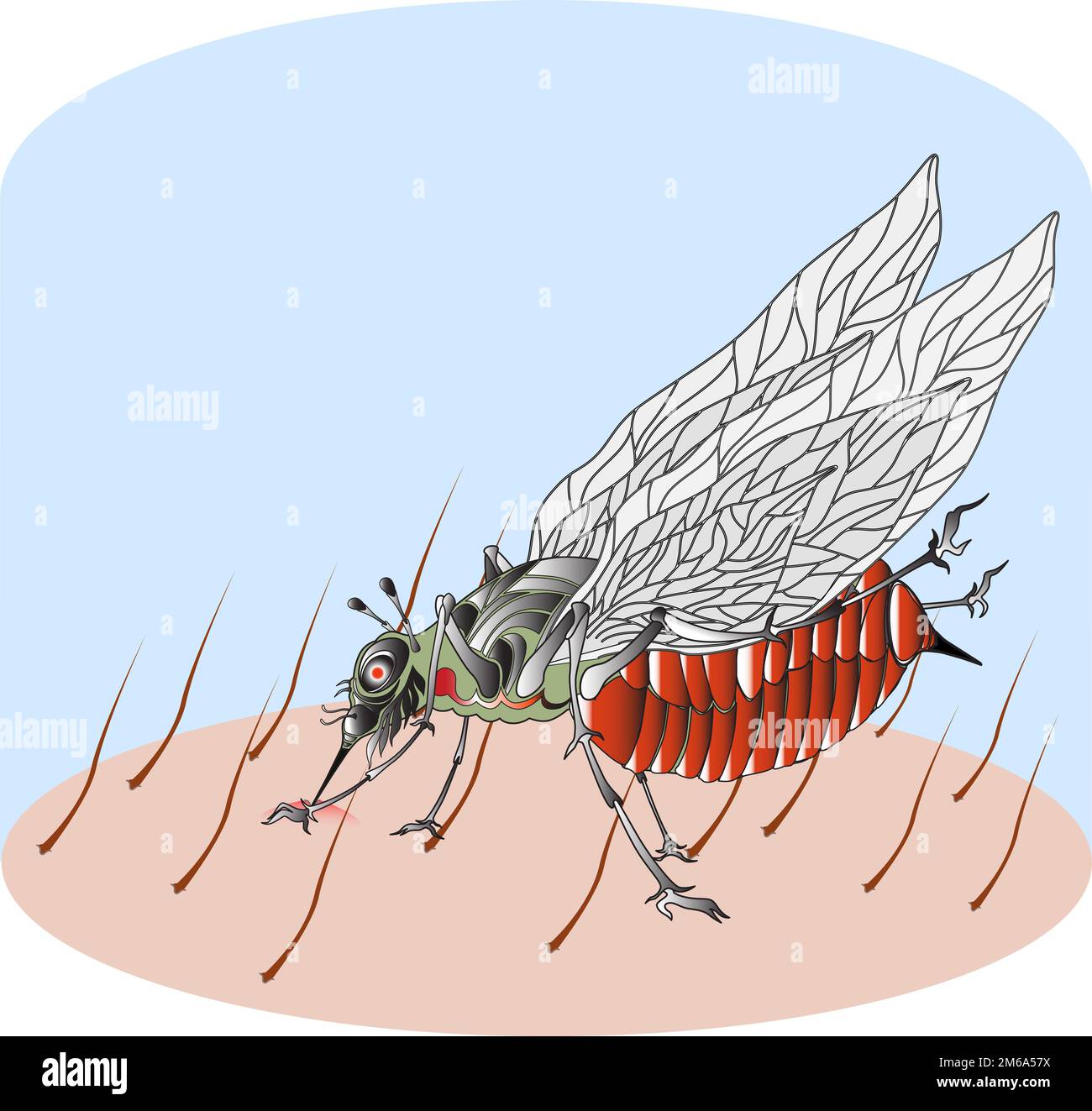 Mosquito GR Blood Stock Photo - Alamy