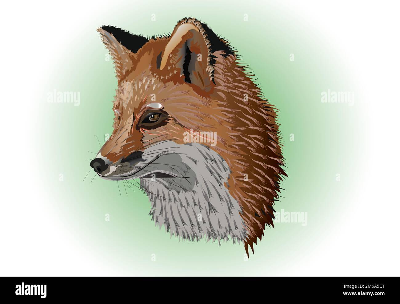 Old fox hi-res stock photography and images - Alamy