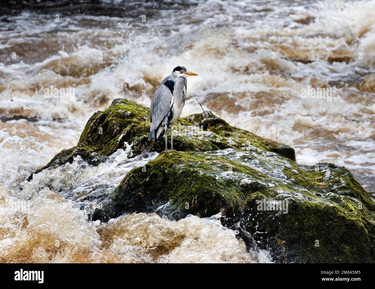Settle river ribble hi-res stock photography and images - Alamy