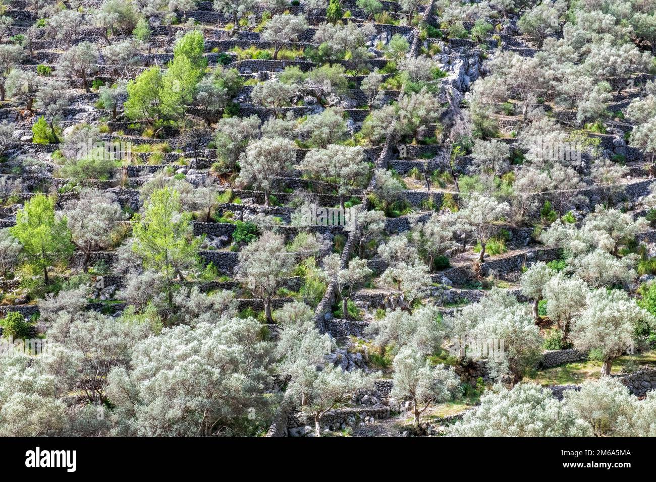 Agriculture mallorca hi-res stock photography and images - Alamy