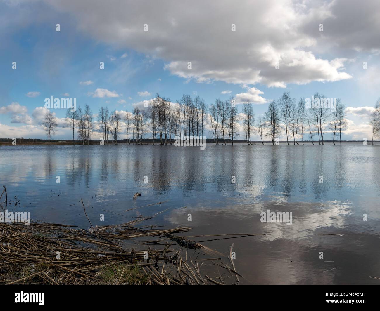 sunny landscape with a lake in the distance and dry reeds in the ...