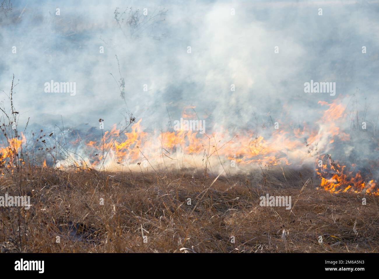 Dry grass burning on field during day close-up. Burning dry grass in ...