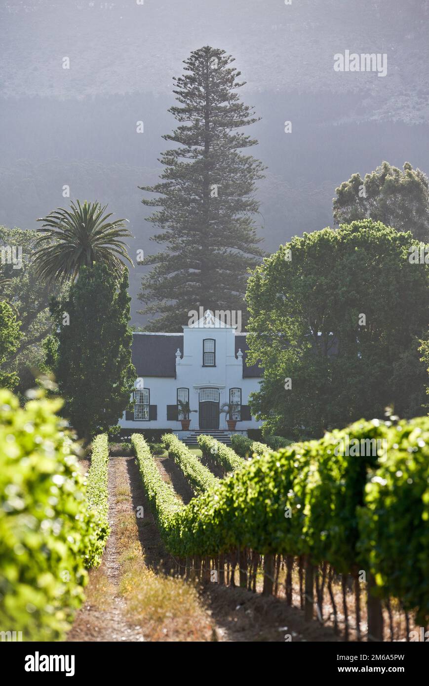Vinery in southafrica Stock Photo - Alamy