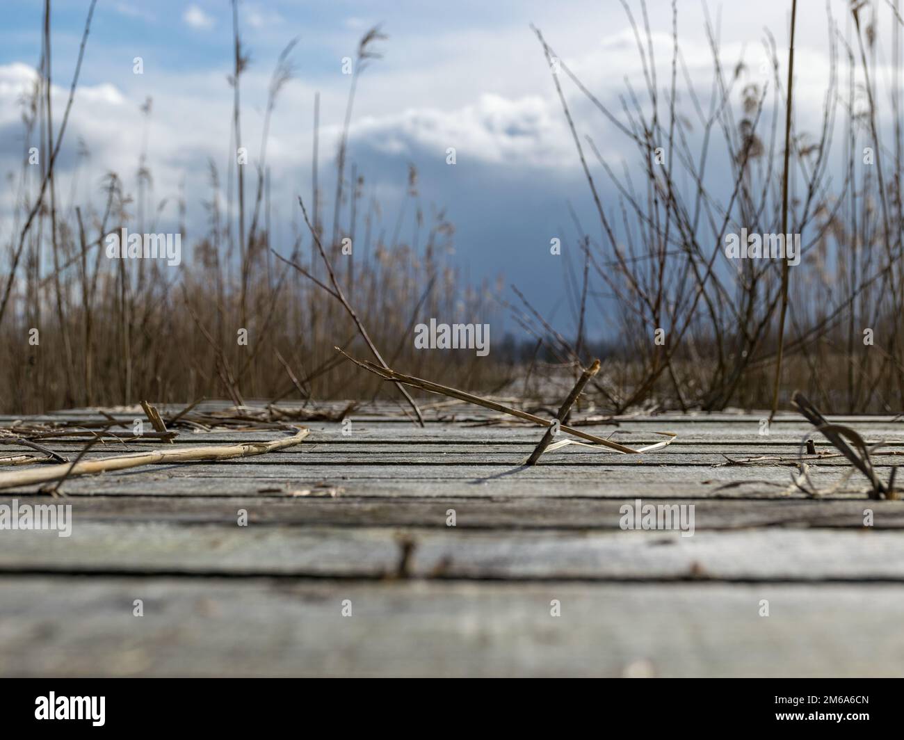 abstract wallpaper with wooden boardwalk, blurred background, shrubs ...
