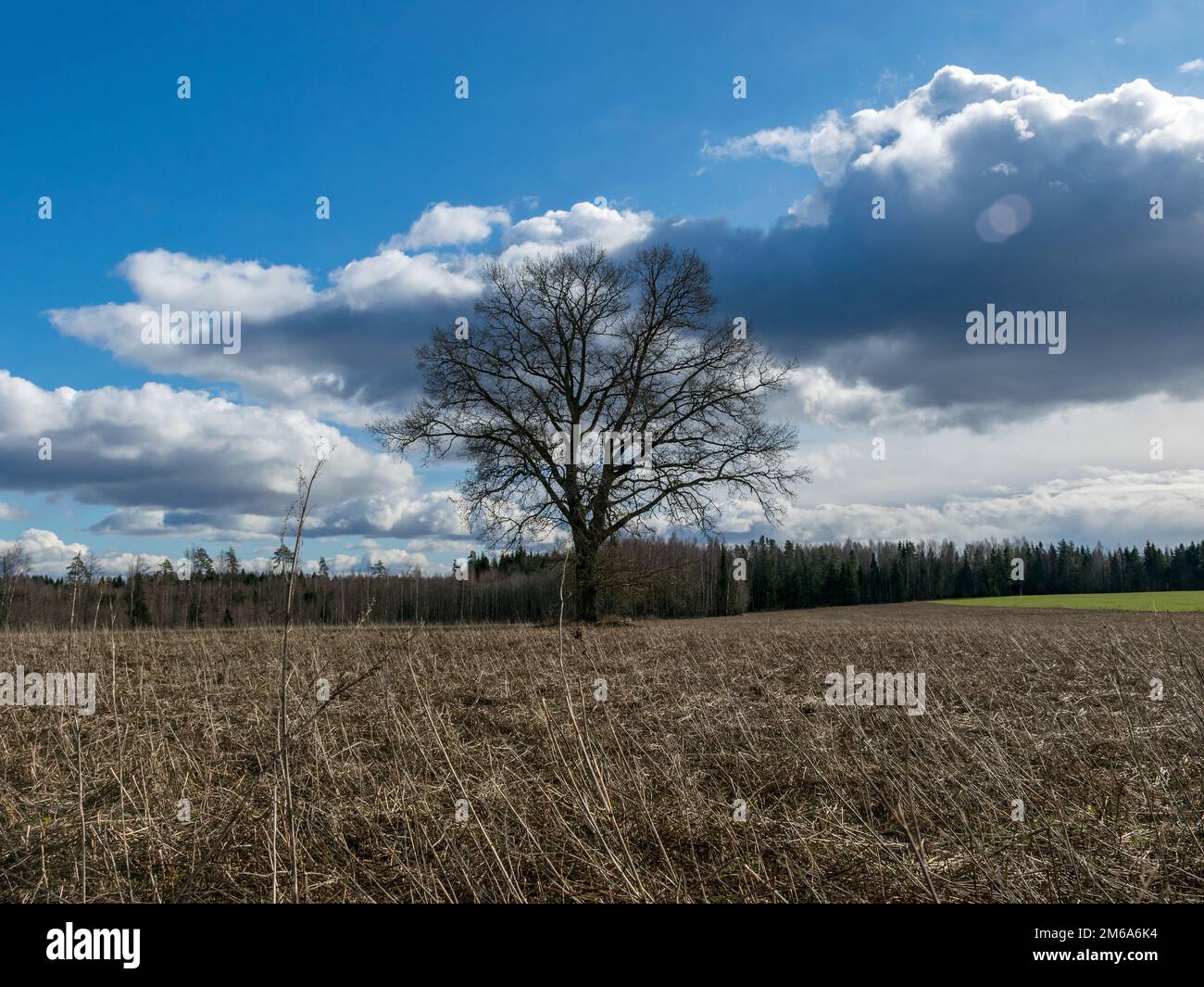 landscape with lone tree in the center, foreground dry grass ...