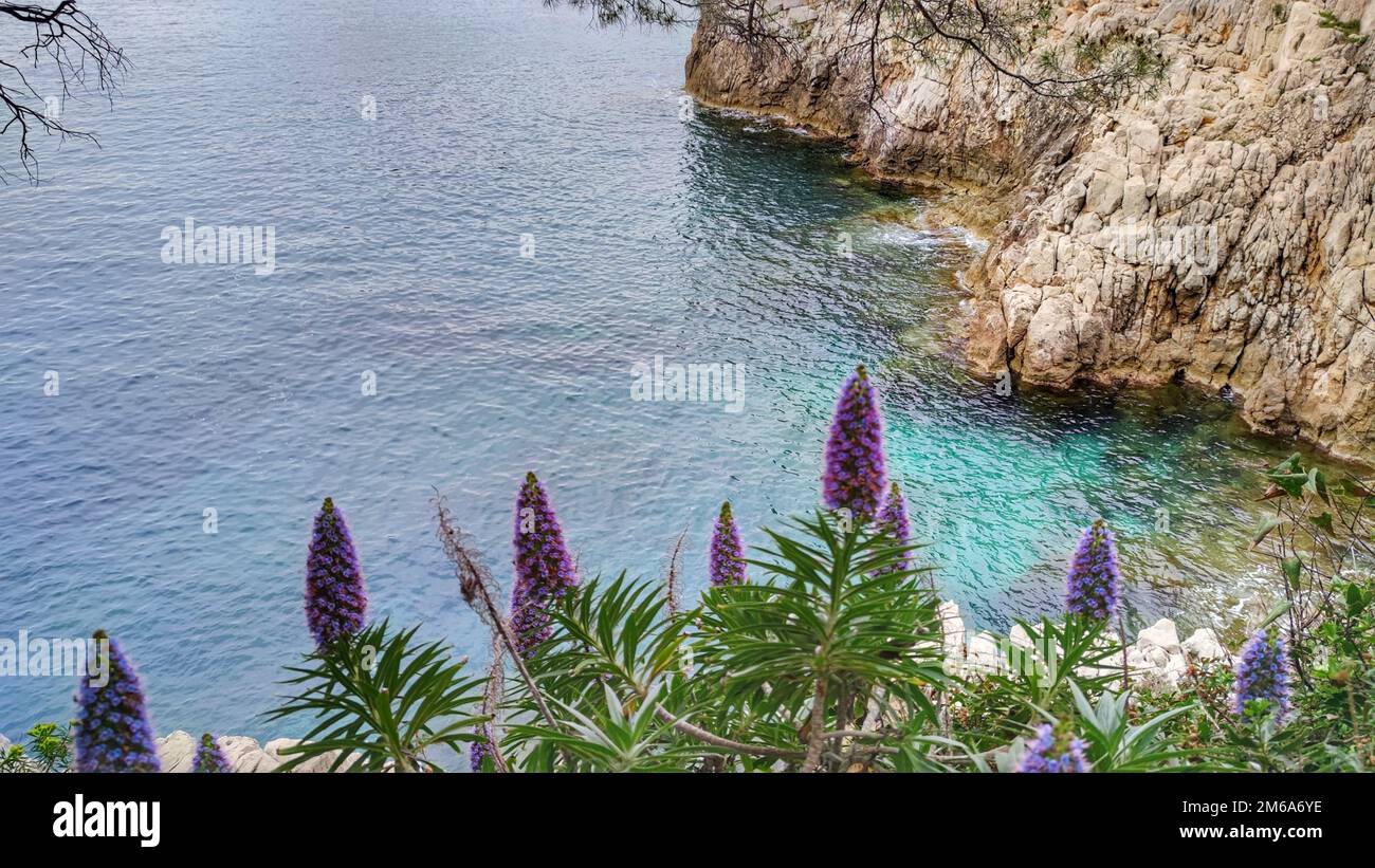 A high-angle shot of the coast near a cliff with flowers on the ...
