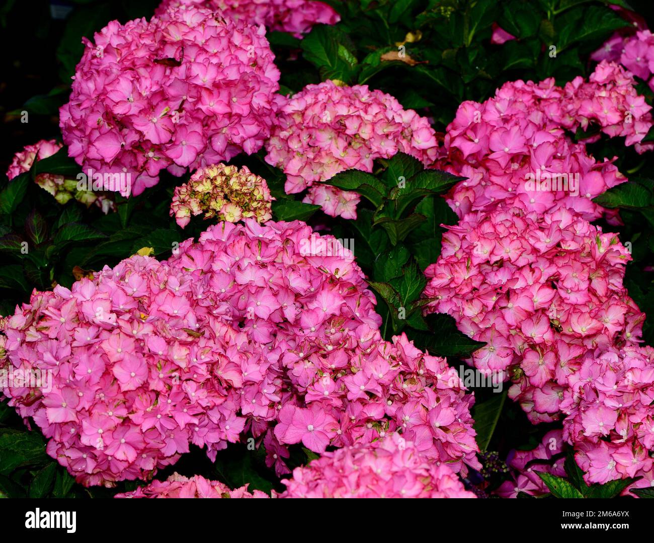 Seaside serenade hamptons hydrangea hi-res stock photography and images ...