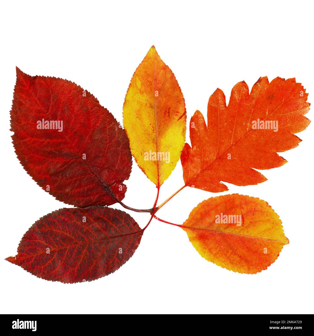 Autumn leaves various shape hi-res stock photography and images - Alamy