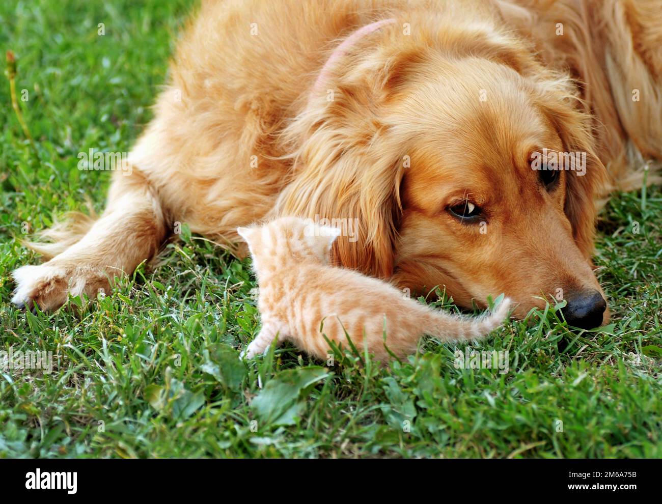 Acceptance dog hi-res stock photography and images - Alamy