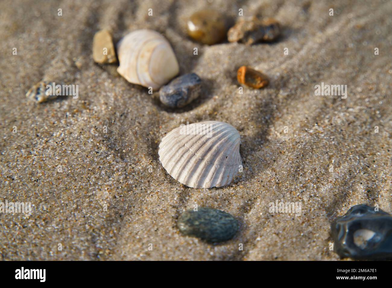 Shell on the beach sand, with the sea as neighbor Stock Photo - Alamy