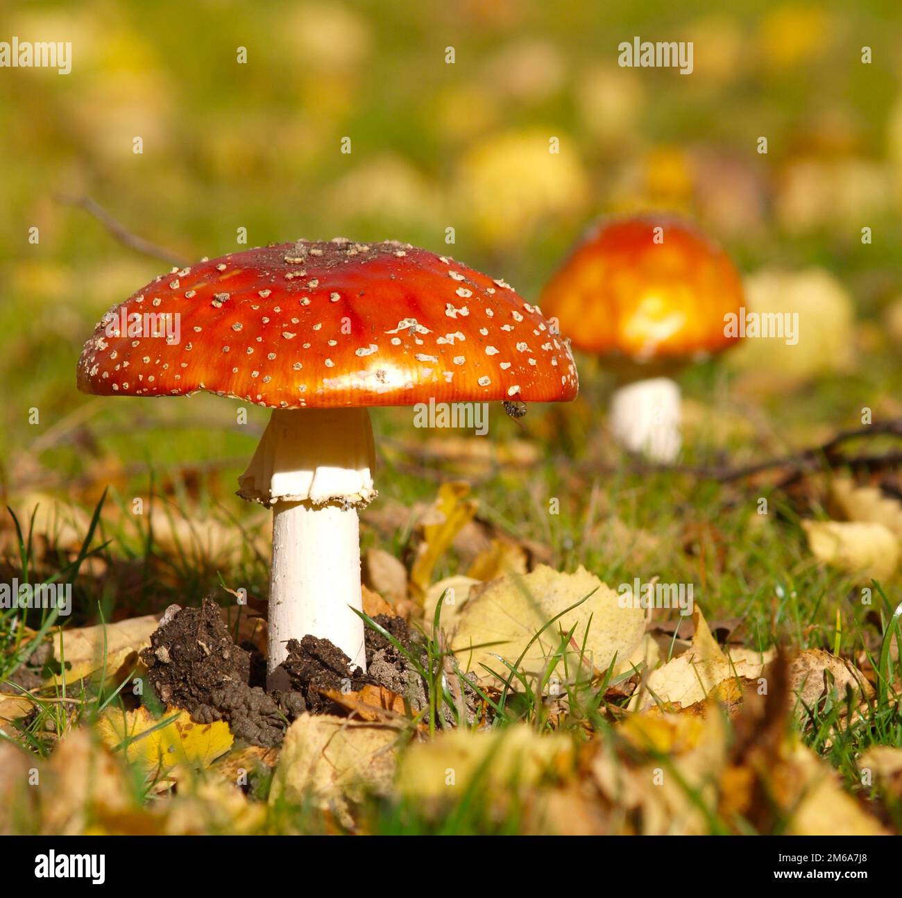 Spotted toadstools hi-res stock photography and images - Alamy