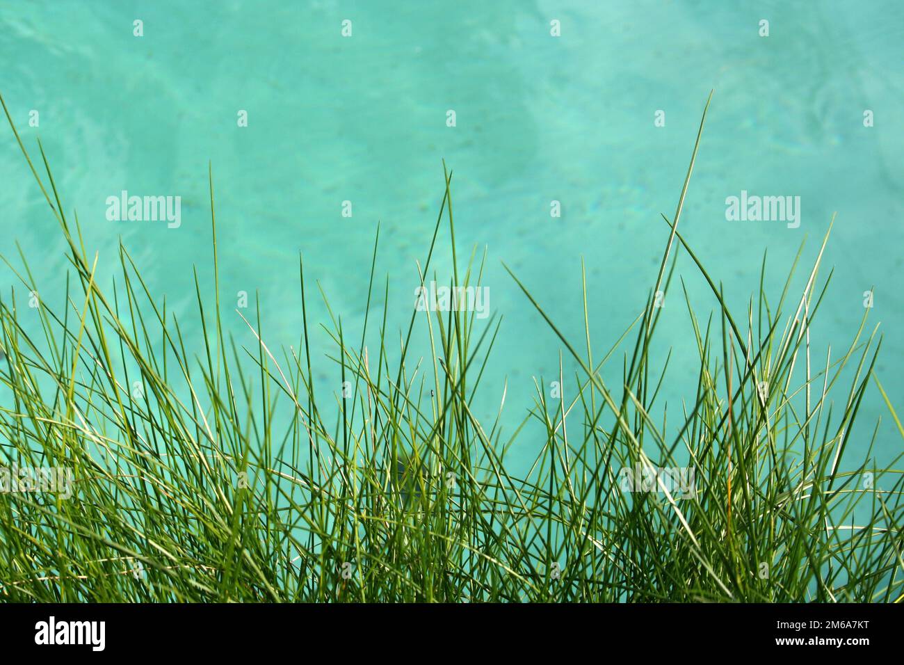 Waterside grass hi-res stock photography and images - Alamy