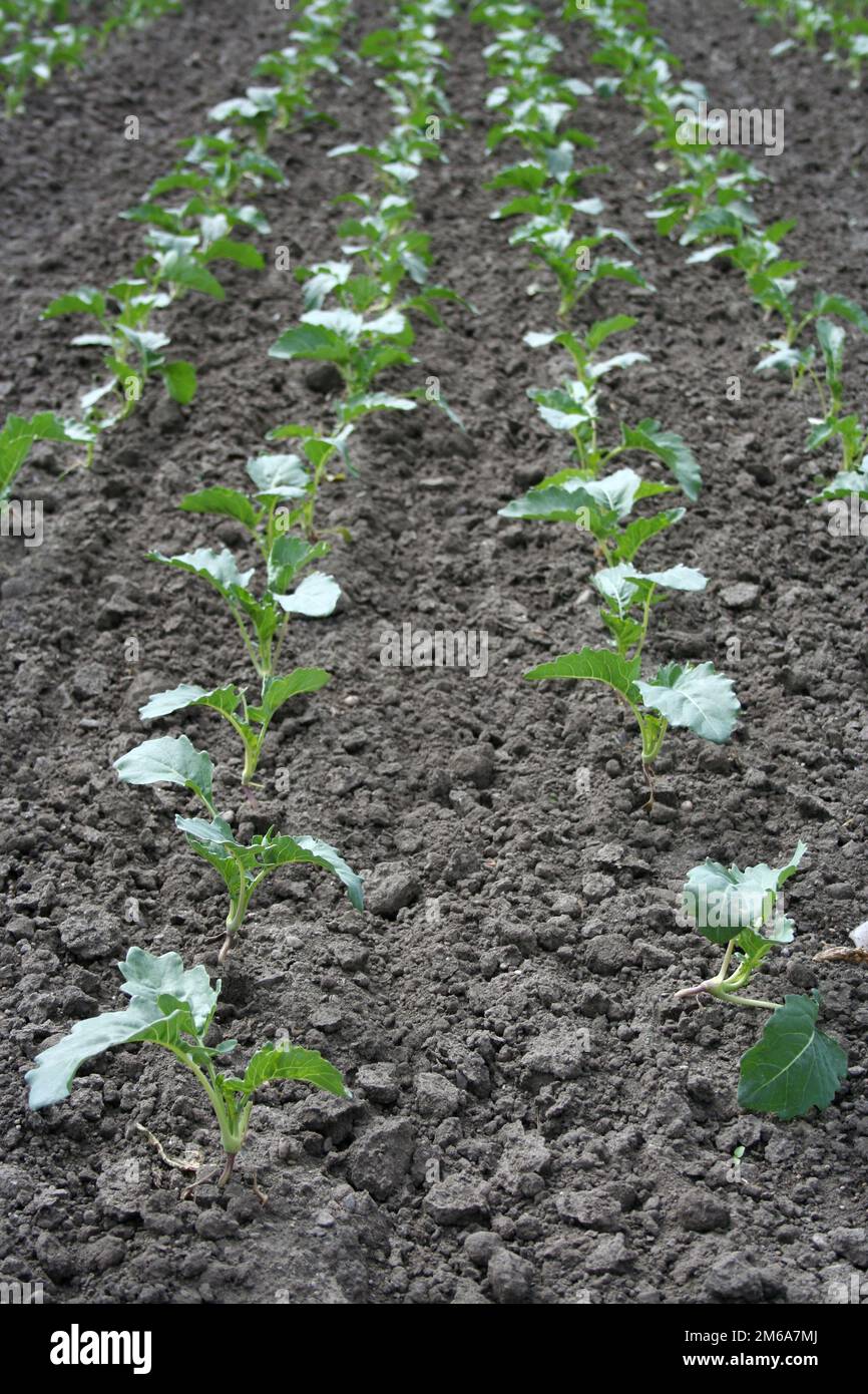 Kohlrabi plant hi-res stock photography and images - Alamy