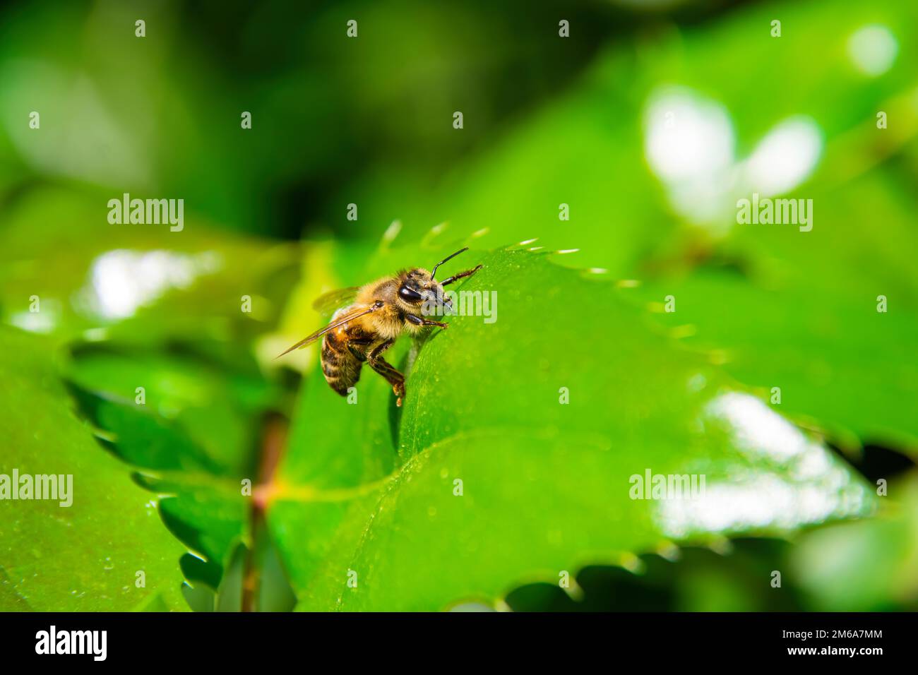 Bee closeup on leaf hi-res stock photography and images - Alamy
