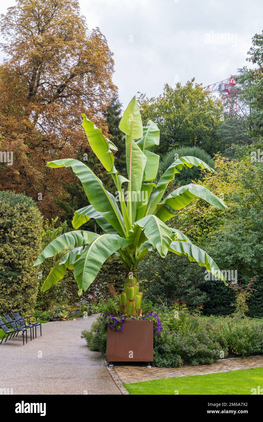 Large banana plant in public park and garden Vauban in Luxembourg city ...