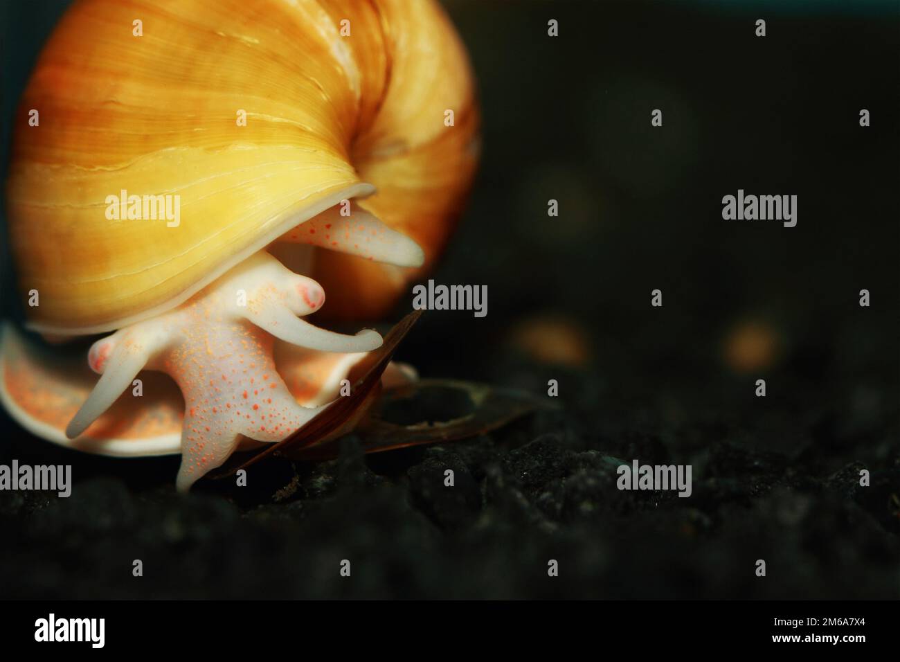 Pomacea snail hi-res stock photography and images - Alamy