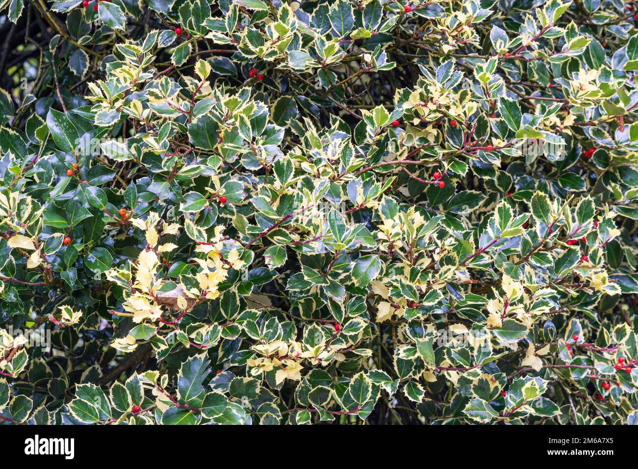 Closeup of colorful holly called Silver Queen with red berries in ...